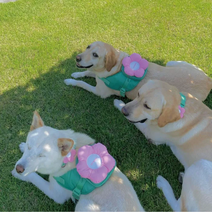 VETRESKA 플라워 배낭 하네스 세트(목줄+리드줄+하네스) - 감도 깊은 취향 셀렉트샵 29CM