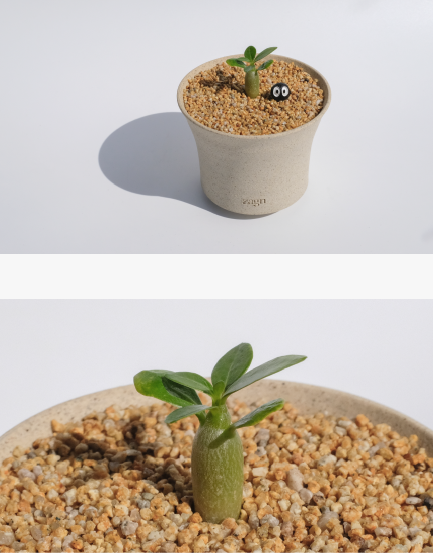 바오밥나무 미니오베숨 자근팟 먼지피규어 세트_화분 7 colors - 감도 깊은 취향 셀렉트샵 29CM