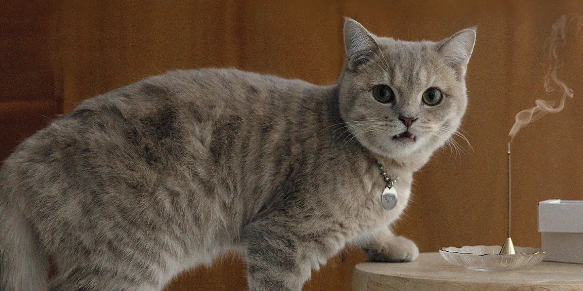 쿠씨(COOSIE) - 감도 깊은 취향 셀렉트샵 29CM