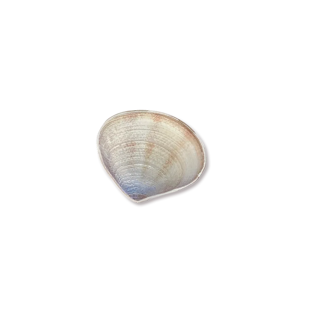 Shell Collecting (Acrylic Tok) - 감도 깊은 취향 셀렉트샵 29CM