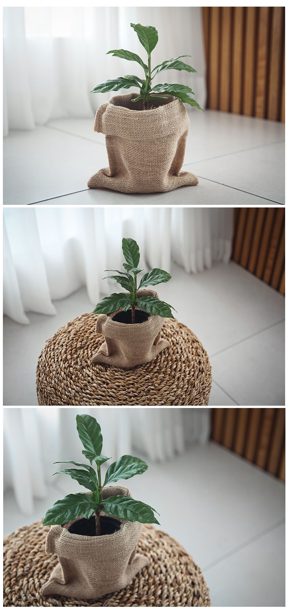 커피마대 커피나무화분 - 감도 깊은 취향 셀렉트샵 29CM