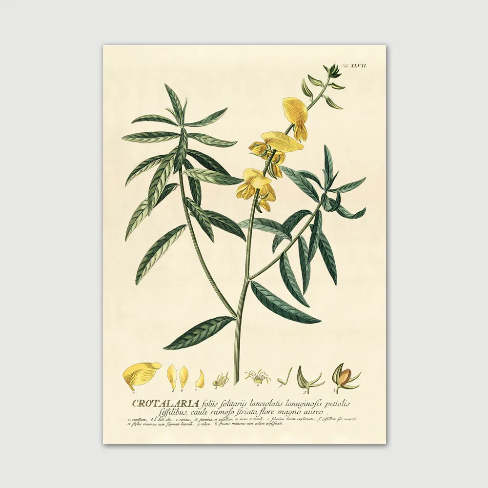 딥달 The Dybdahl Co. - Crotalaria #3726 - 감도 깊은 취향 셀렉트샵 29CM