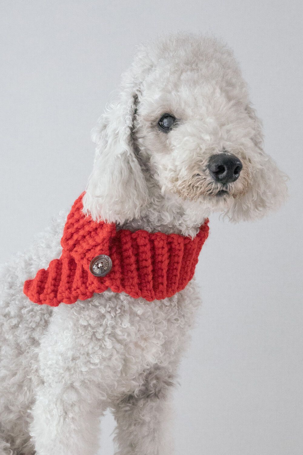 Wool blend knit muffler for my Dog (4colors) - 감도 깊은 취향 셀렉트샵 29CM