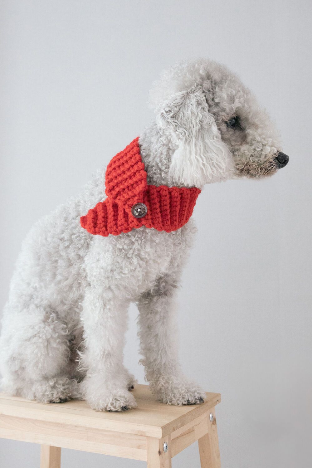 Wool blend knit muffler for my Dog (4colors) - 감도 깊은 취향 셀렉트샵 29CM