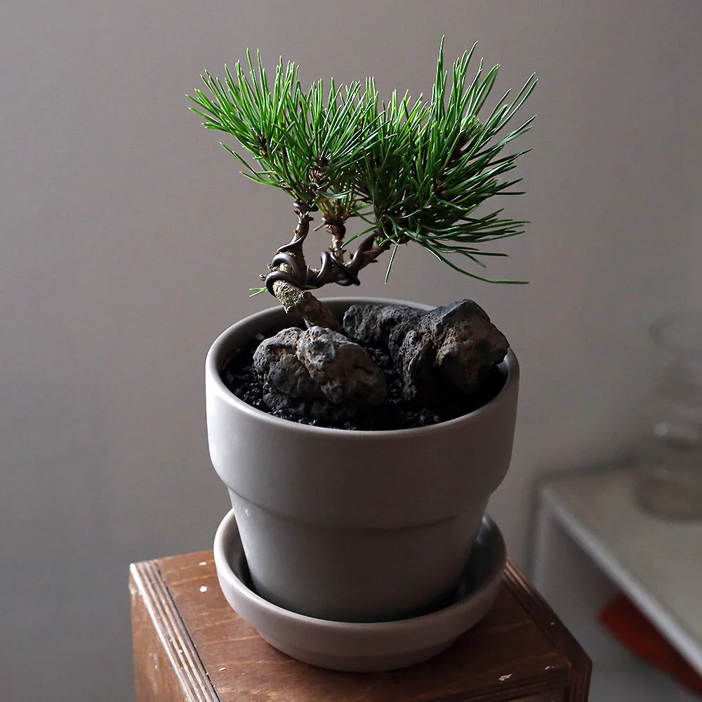 묵연 해송(Silent Ink Black Pine) 미니 소나무 분재 화분 - 감도 깊은 취향 셀렉트샵 29CM